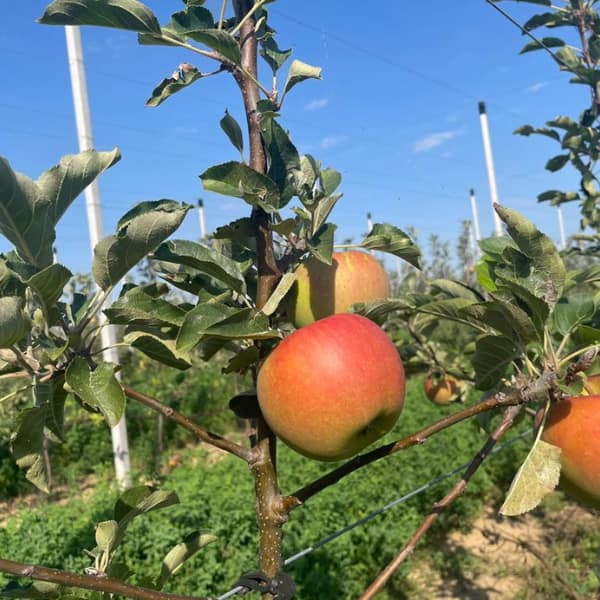 Nos pommes - Le Verger de Saint Pierre